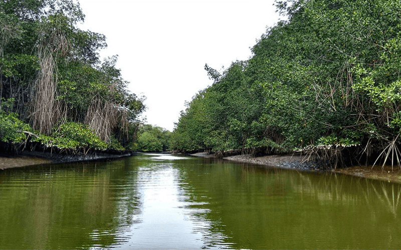 Manglares de tumbes - About Perú